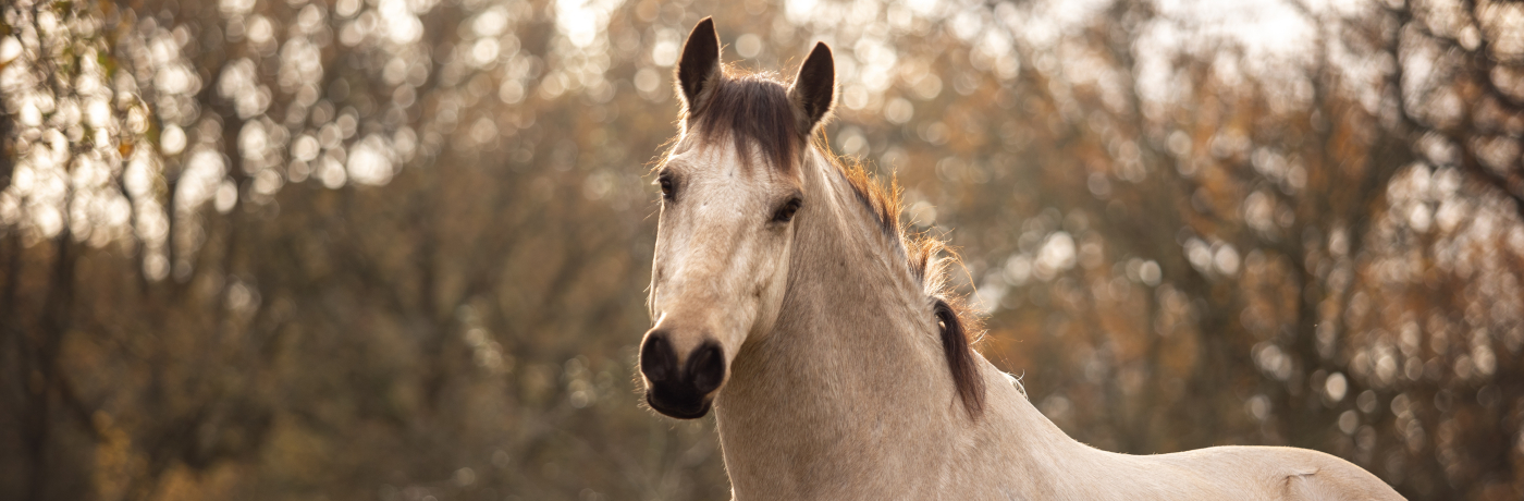Treat them like theyre stupid, get stupid back. Why horses deserve ...