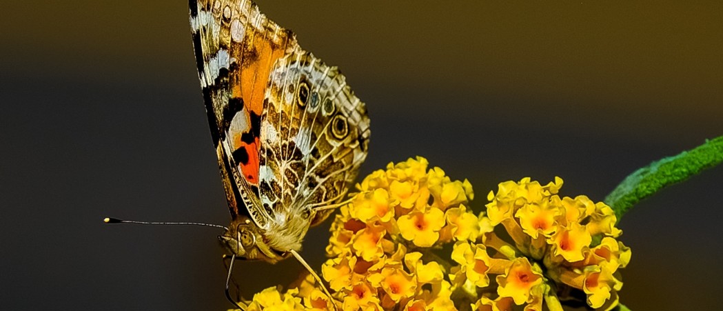 Leven met de cyclus van de maan