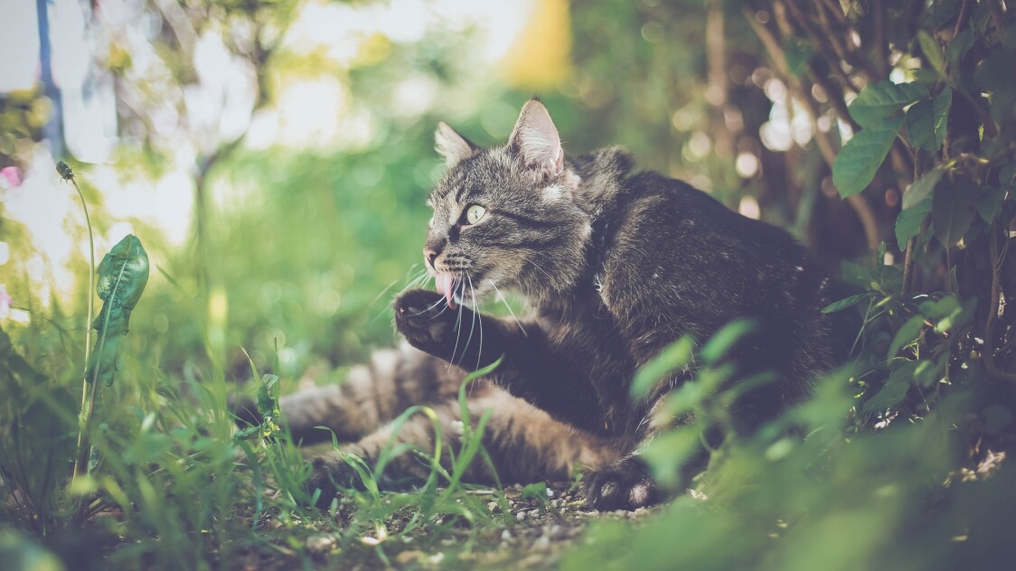 Need help with your cat's behaviour?