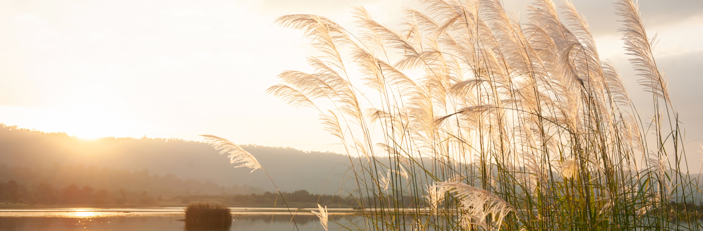 Hoe Riet je kan helpen vertragen