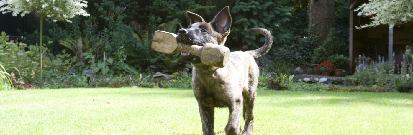 Het leren van de hond