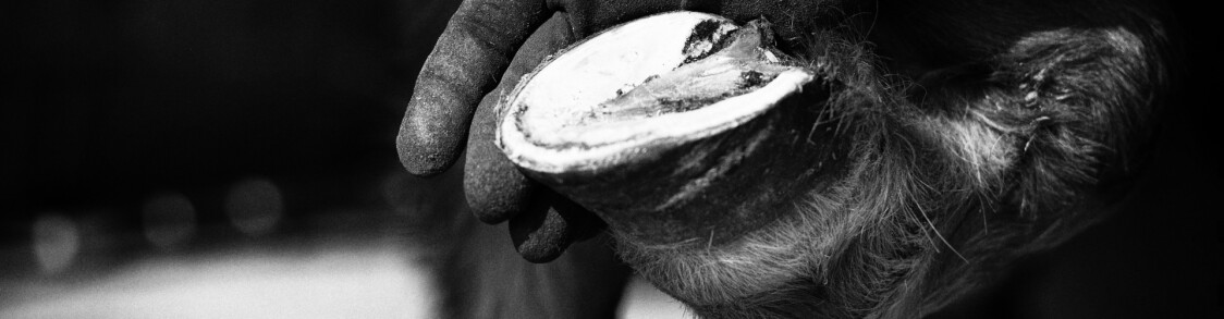 Leer alles over hoeven en hoe je hoefproblemen kan voorkomen!