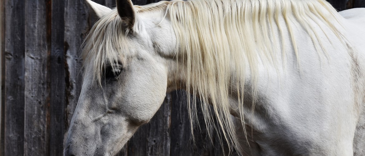 Are you catching the subtle signals your horse is giving you?