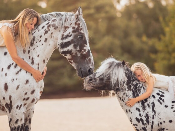 Stud farm at Human & Horse - Human & Horse Academy