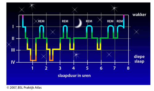 Slaapfases | Dit Gebeurt er in jouw Slaapcyclus!
