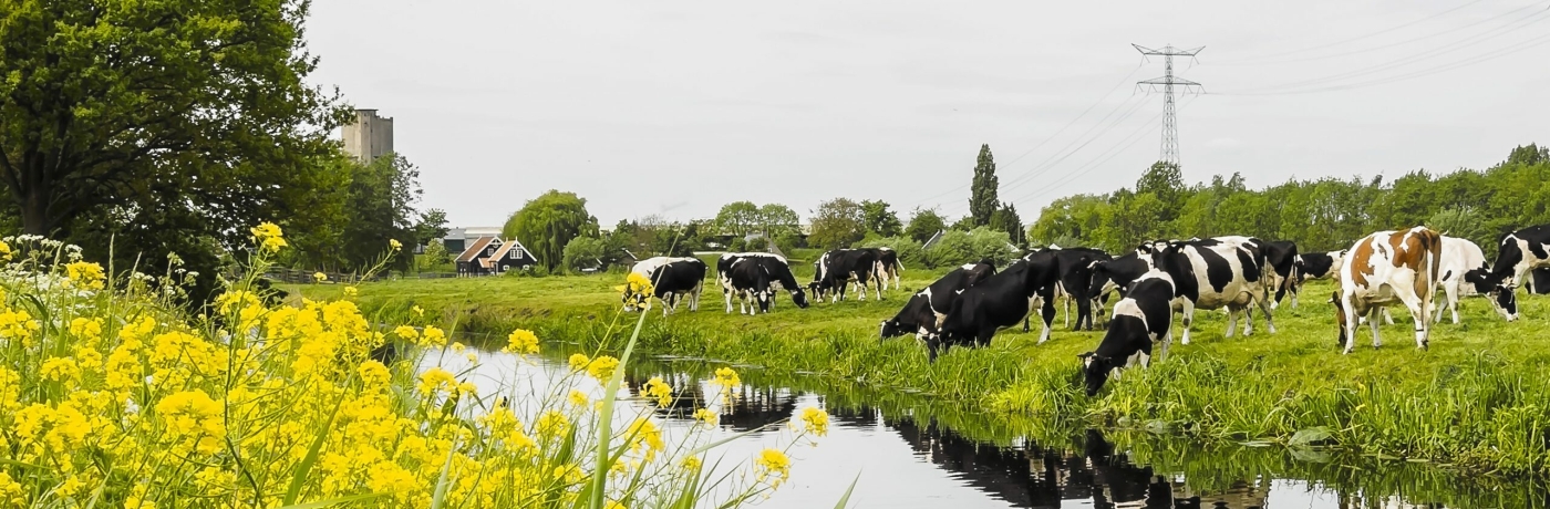 Dit zijn Onze Stoere Boeren: Kaasboerderij Boer Bas | De Kaasbunker