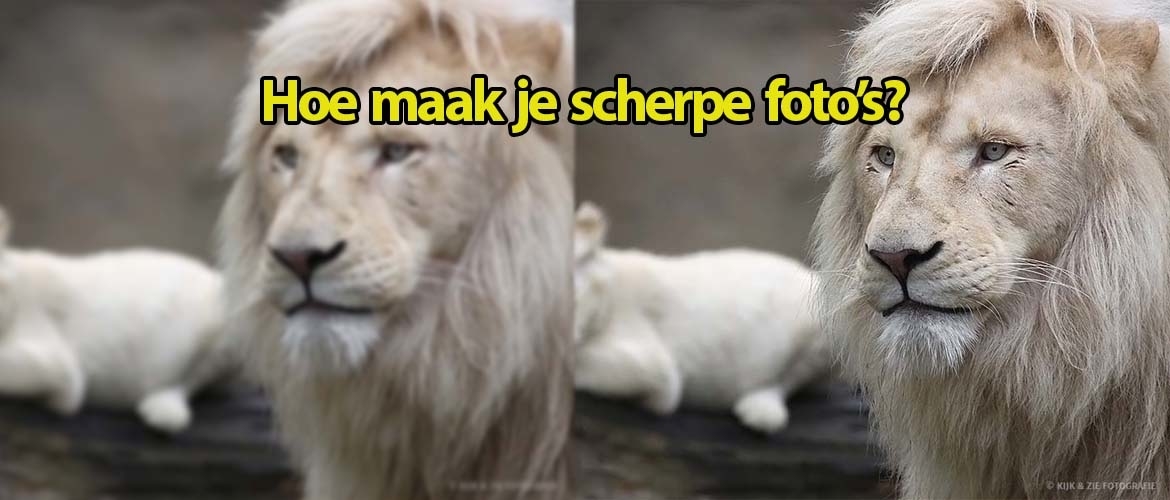 22 Tips voor Scherpe fotos | Altijd scherp