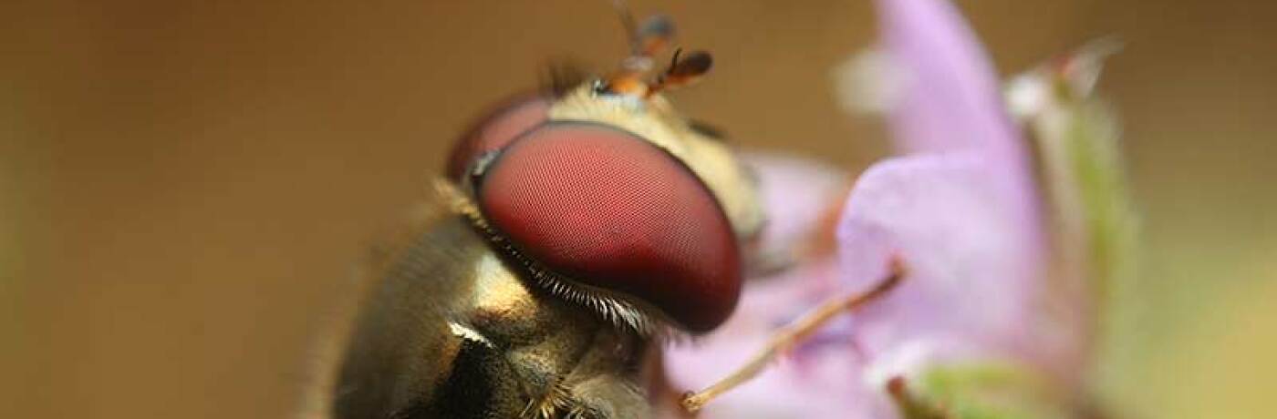 Beste lens voor insecten | Levensgrote details