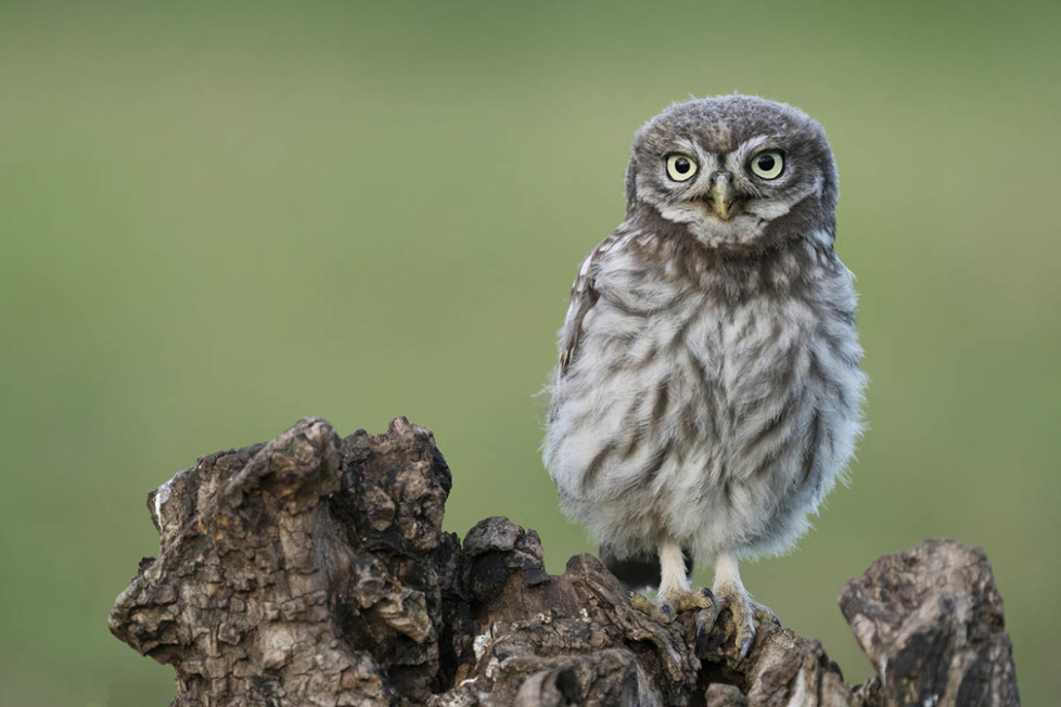 Uilen Fotograferen: 60 Tips | Soorten in Nederland