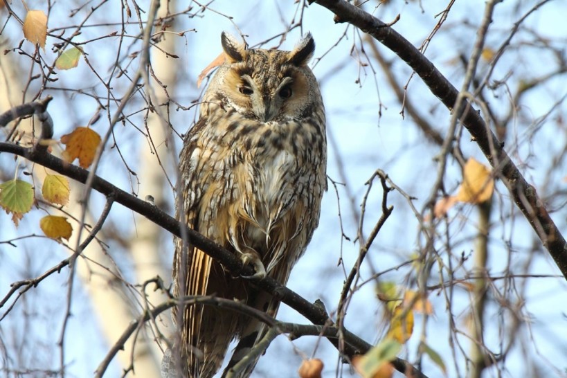 Uilen Fotograferen: 60 Tips | Soorten in Nederland