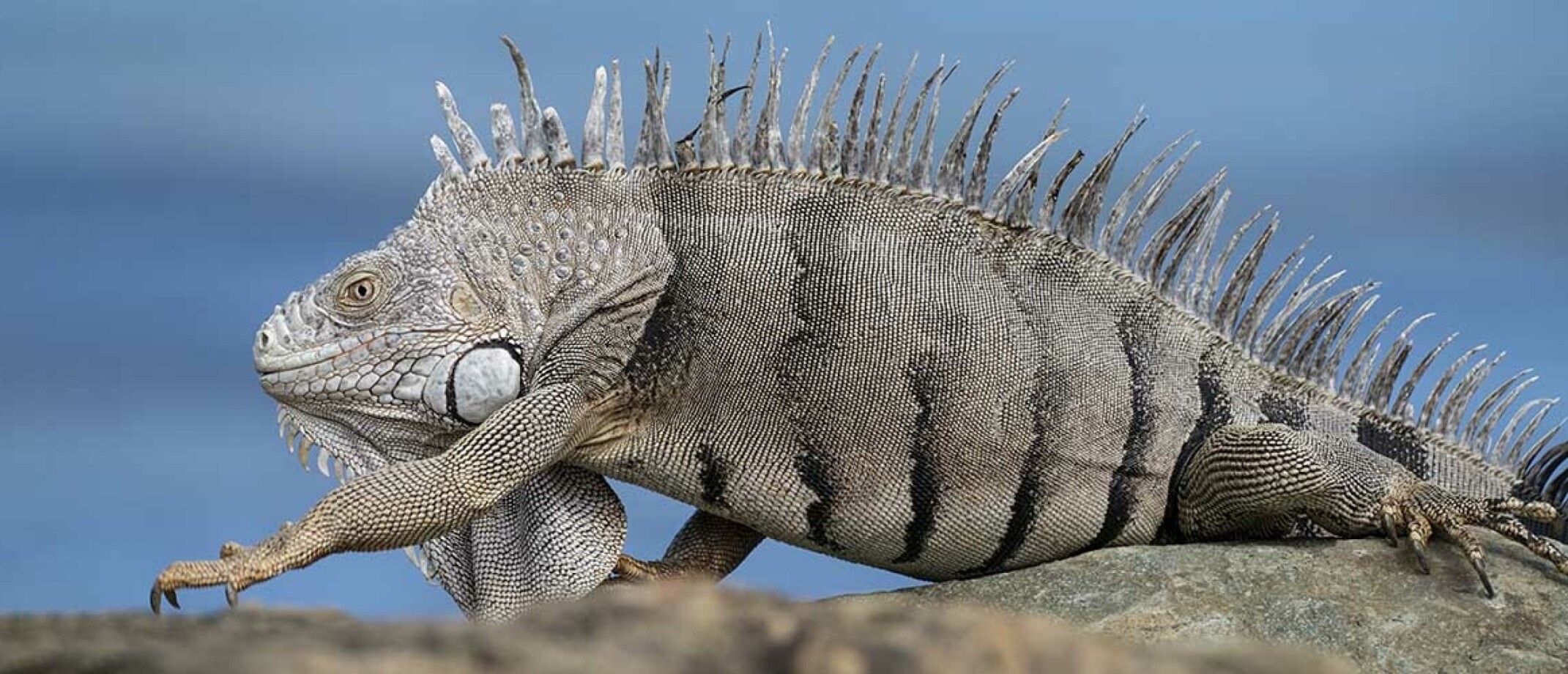 Leguanen fotograferen Sint-Maarten