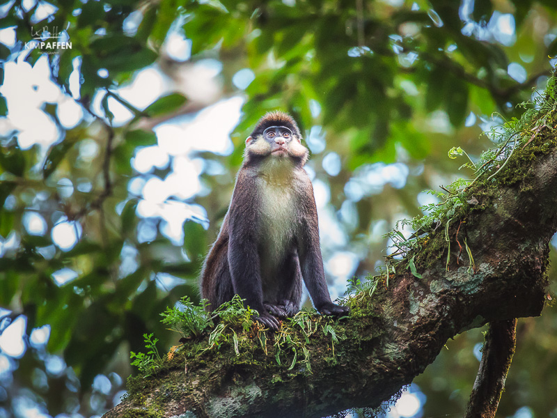 Amazing Wildlife Images of Africa and beyond! • Kim Paffen Photography
