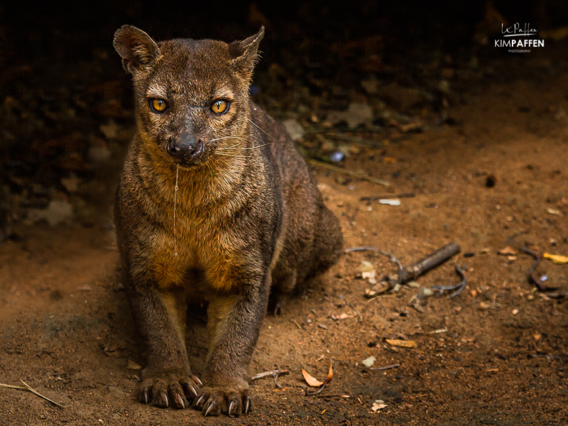 Amazing Wildlife Images of Africa and beyond! • Kim Paffen Photography