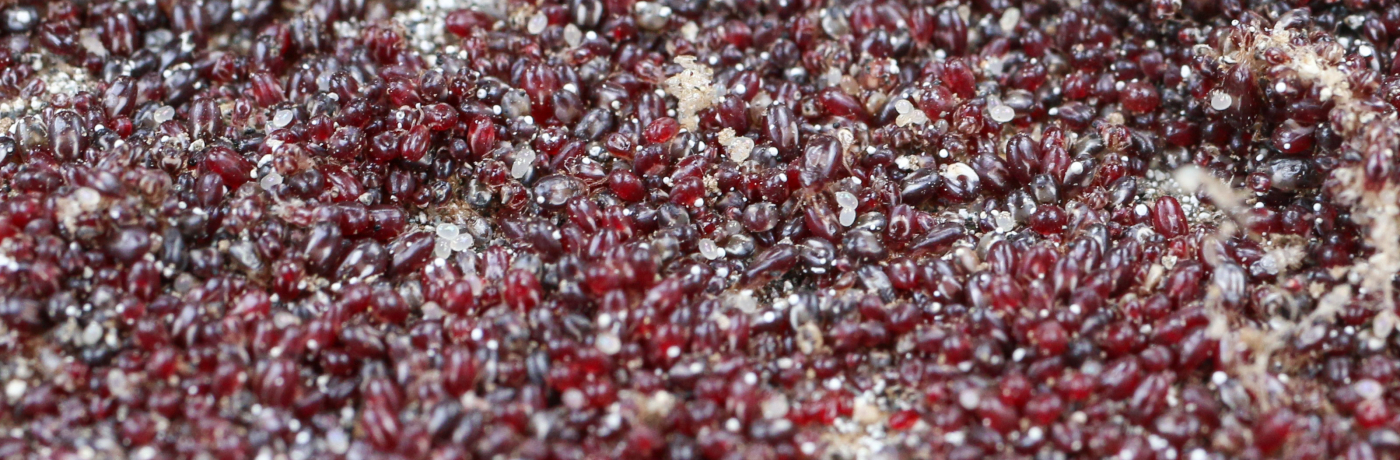 Wat zijn die beestjes in het kippenhok?