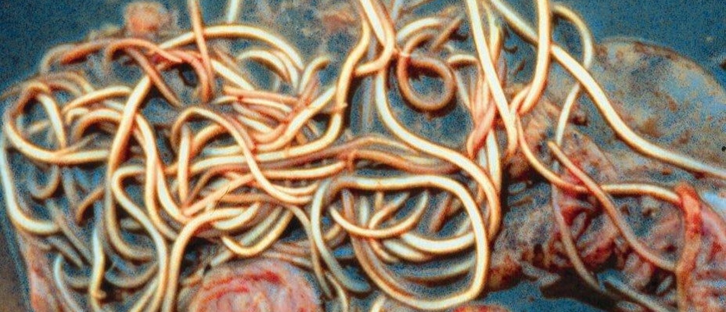 Kan ik mijn kippen preventief ontwormen? - Kippenpakket.nl