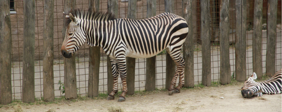 GaiaZOO in Zuid-Limburg met (kleine) kinderen