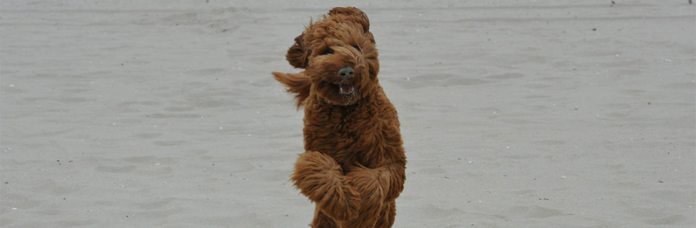 Mijn Labradoodle springt tegen iedereen op – Wat kan ik doen?