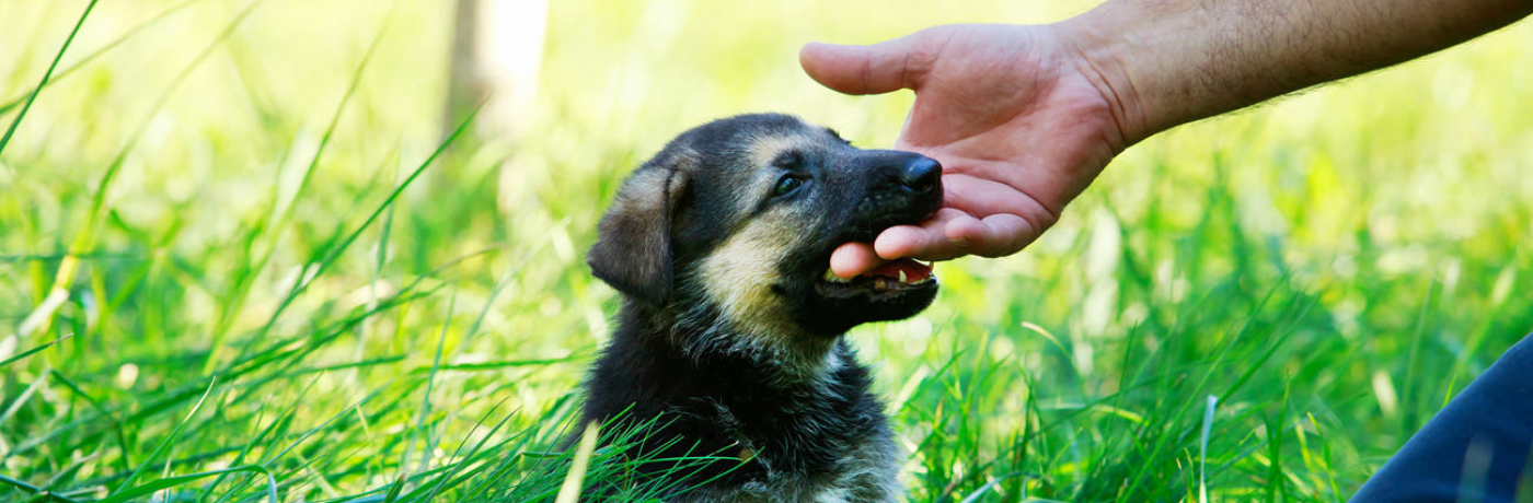 Hoe kan ik een bijtende pup corrigeren en het bijten afleren?