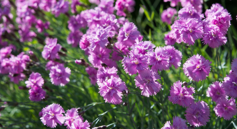Vergeten planten: Anjer Dianthus soorten én bijenplanten