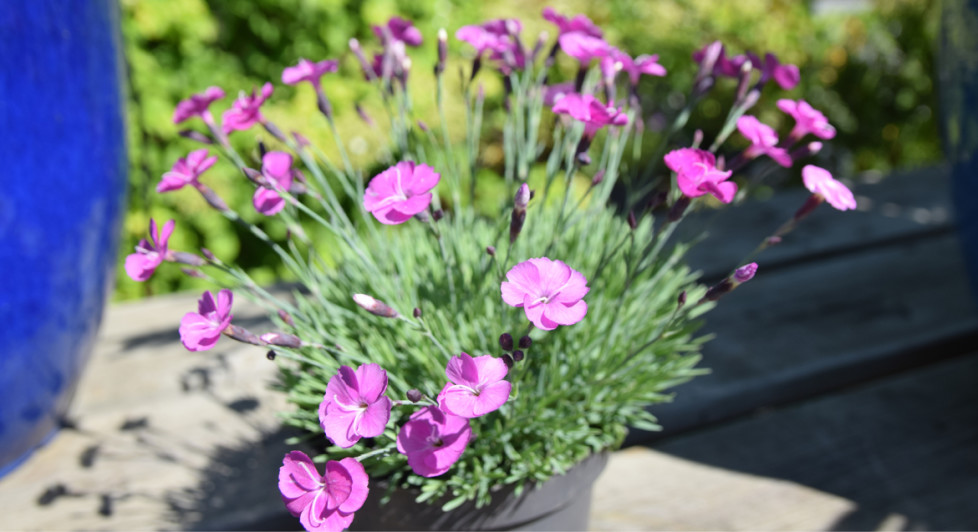 Vergeten planten: Anjer Dianthus soorten én bijenplanten