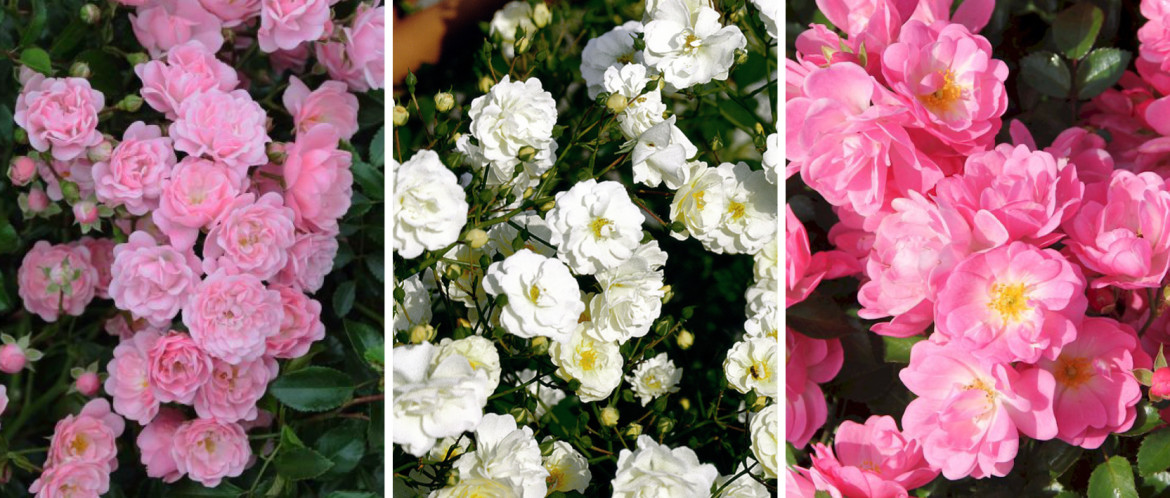 Soorten rozen | Welke soorten rozen zijn er? | Lepona.nl