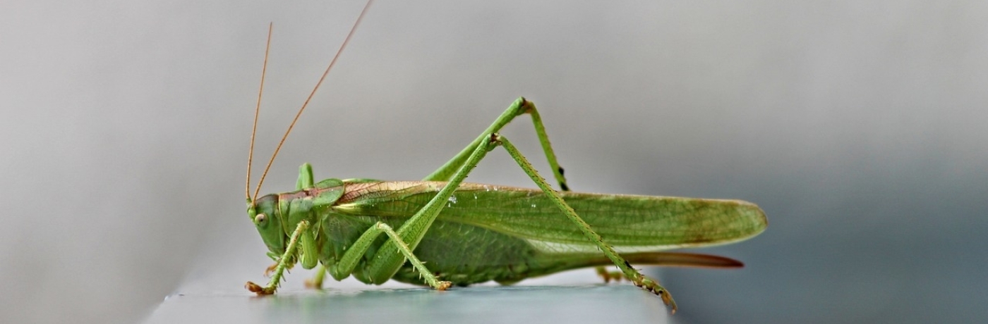 Eetbare insecten: Waarom ik geen Meelwormen, Krekels, Sprinkhanen en ...