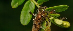 Moestuin Advies - De website voor moestuin liefhebbers