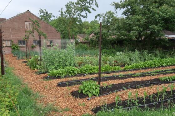 De voor-en nadelen van verhoogde moestuinbakken