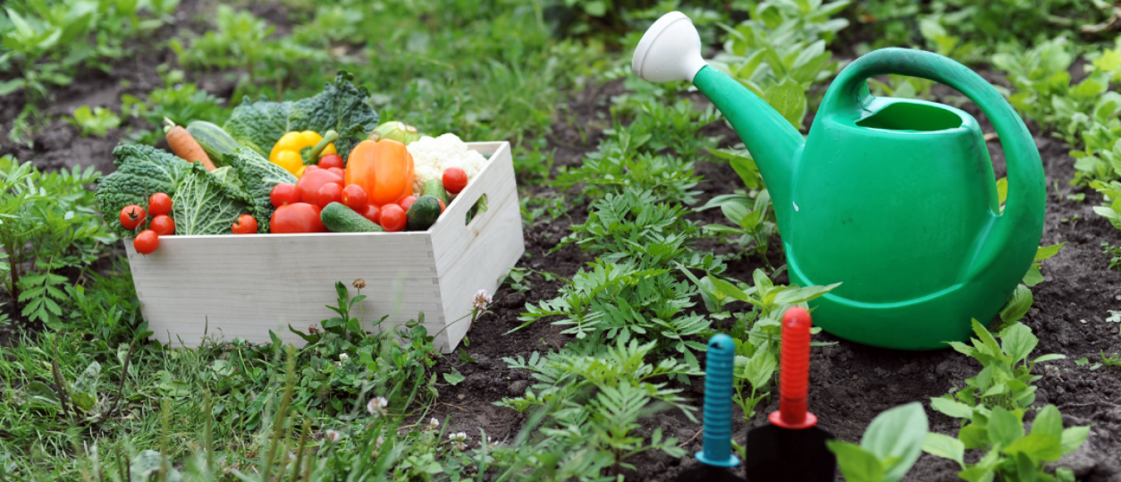 Blog - Moestuin Advies