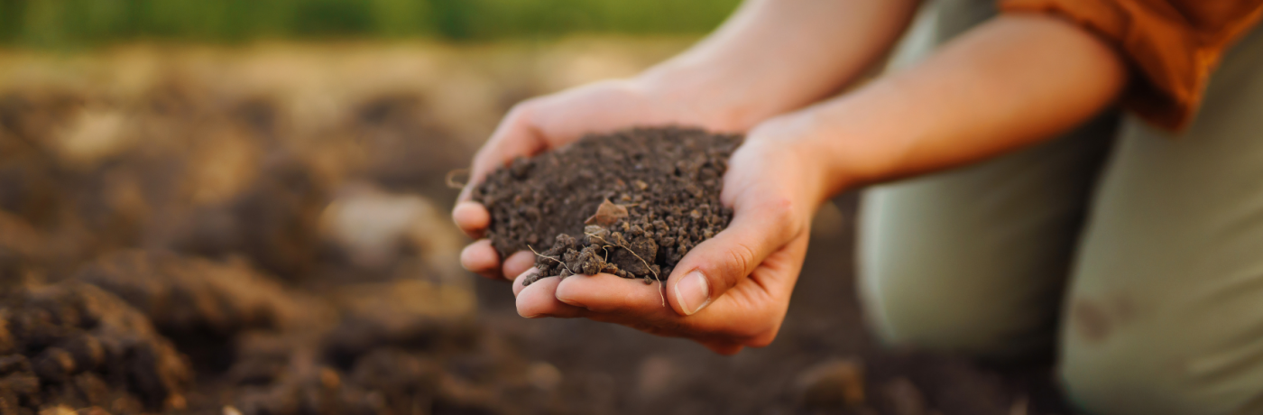 Wortelverbranding: een onverwacht gevolg van overmatig mest en compost ...