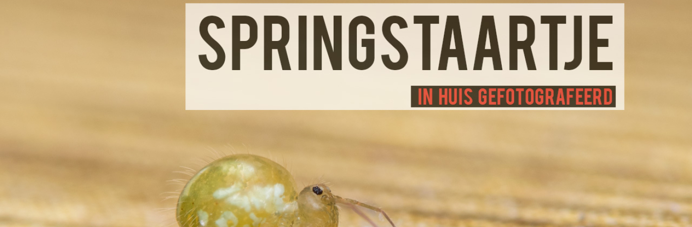 Macrofotografie: Springstaartje Thuis Gefotografeerd met Zelfgemaakte ...