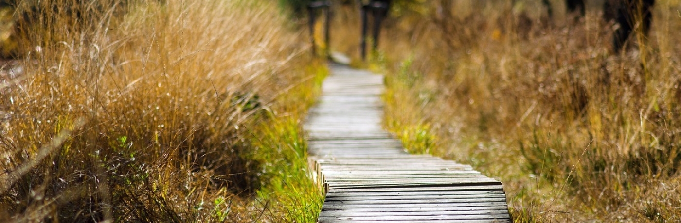 Beweging en Cognitieve Fitness: De Kracht van Lichaamsbeweging