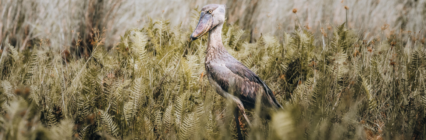 Shoebill Stork | Birds of Africa