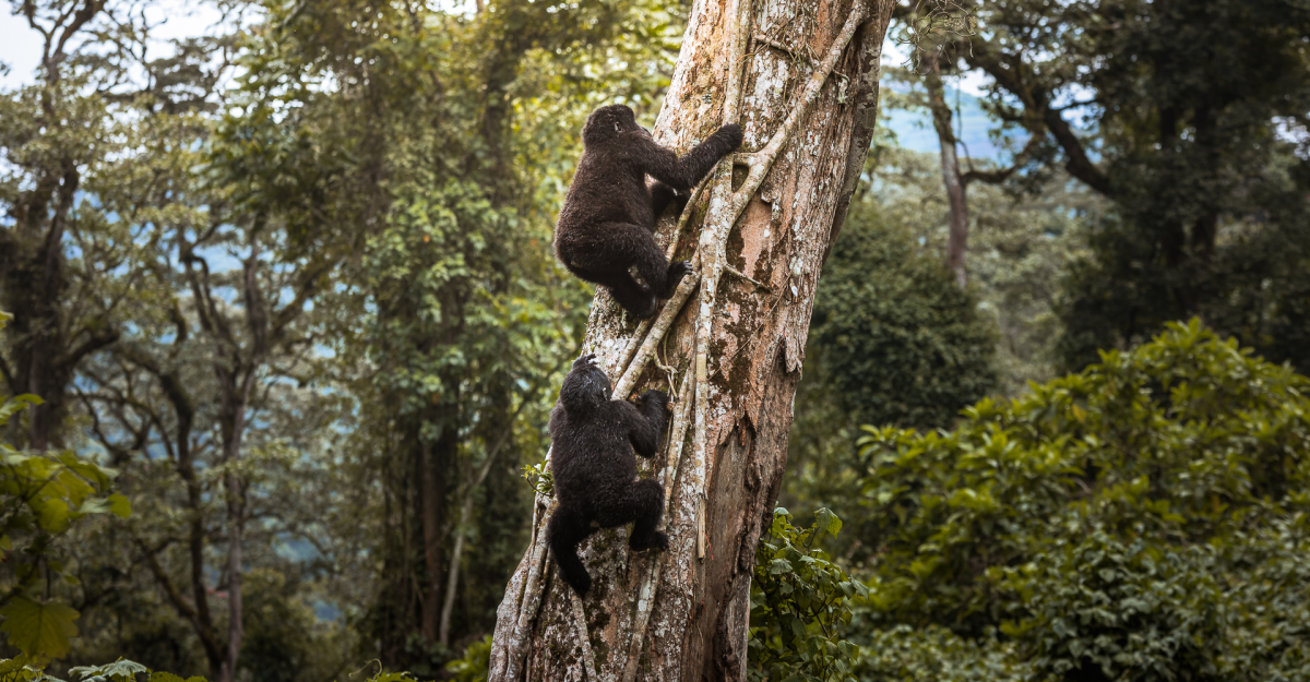 Uganda Travel Guide (2025) • Wonders of The Pearl of Africa