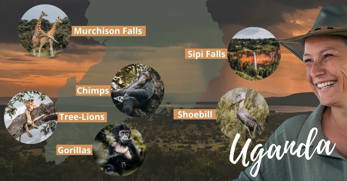 Uganda Photo Safari: Authentic Gorilla & Chimp Safari Tours in 2024