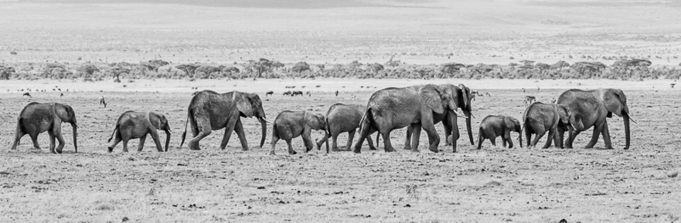 What are the Big 5 animals of Africa and where to find them?