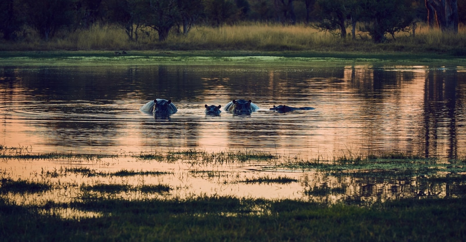 Ultimate Zimbabwe Travel Guide for safari lovers & travelers to Africa