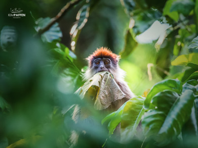 Chimpanzee trekking Uganda: 21 things you need to know!