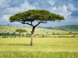 7 tips to make the most out of your safari game drive