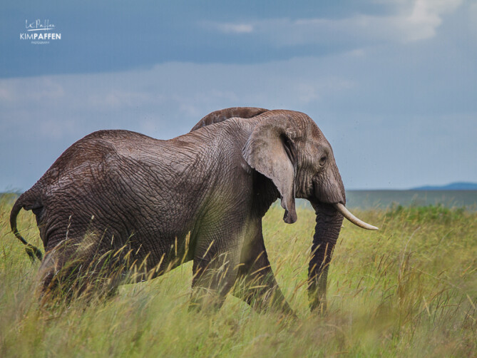 What are the Big 5 animals of Africa and where to find them?