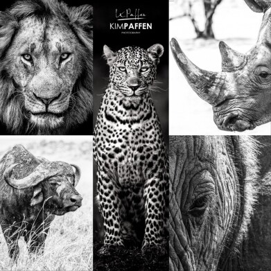 What are the Big 5 animals of Africa and where to find them?
