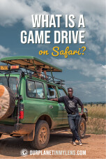 What is a game drive on safari? A simple definition