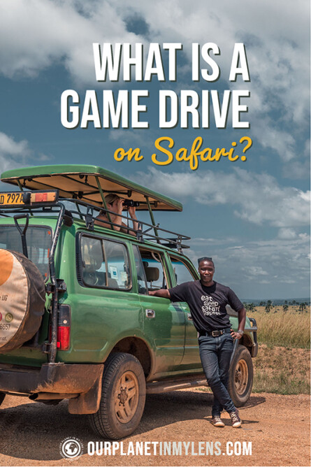What is a game drive on safari? A simple definition