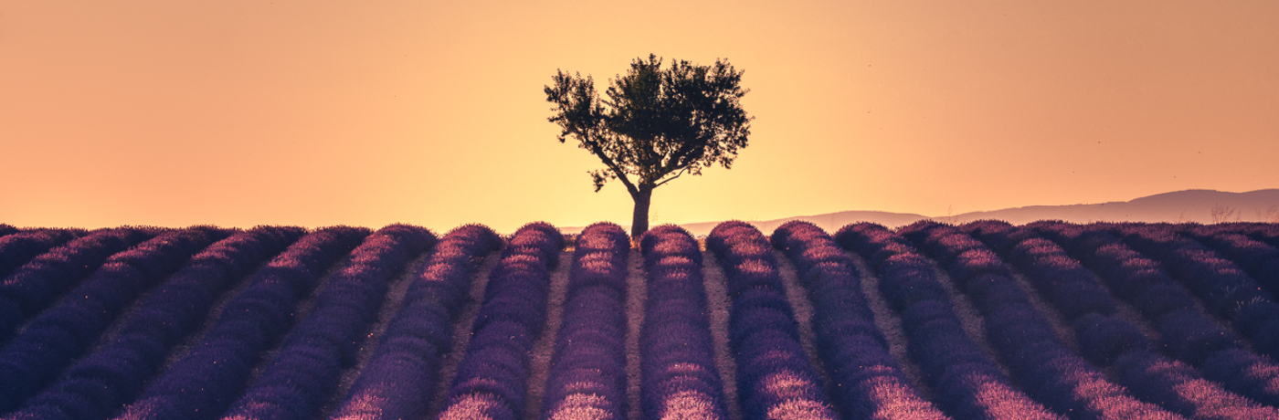 Your guide to visiting the Valensole Lavender Fields in The Provence