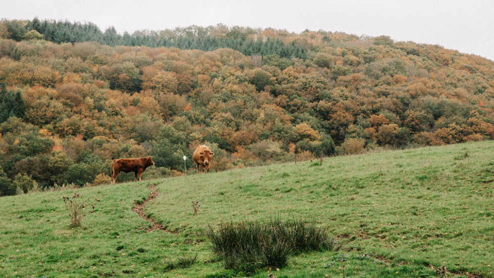 GR routes: Grote Routepaden of Grande Randonnée