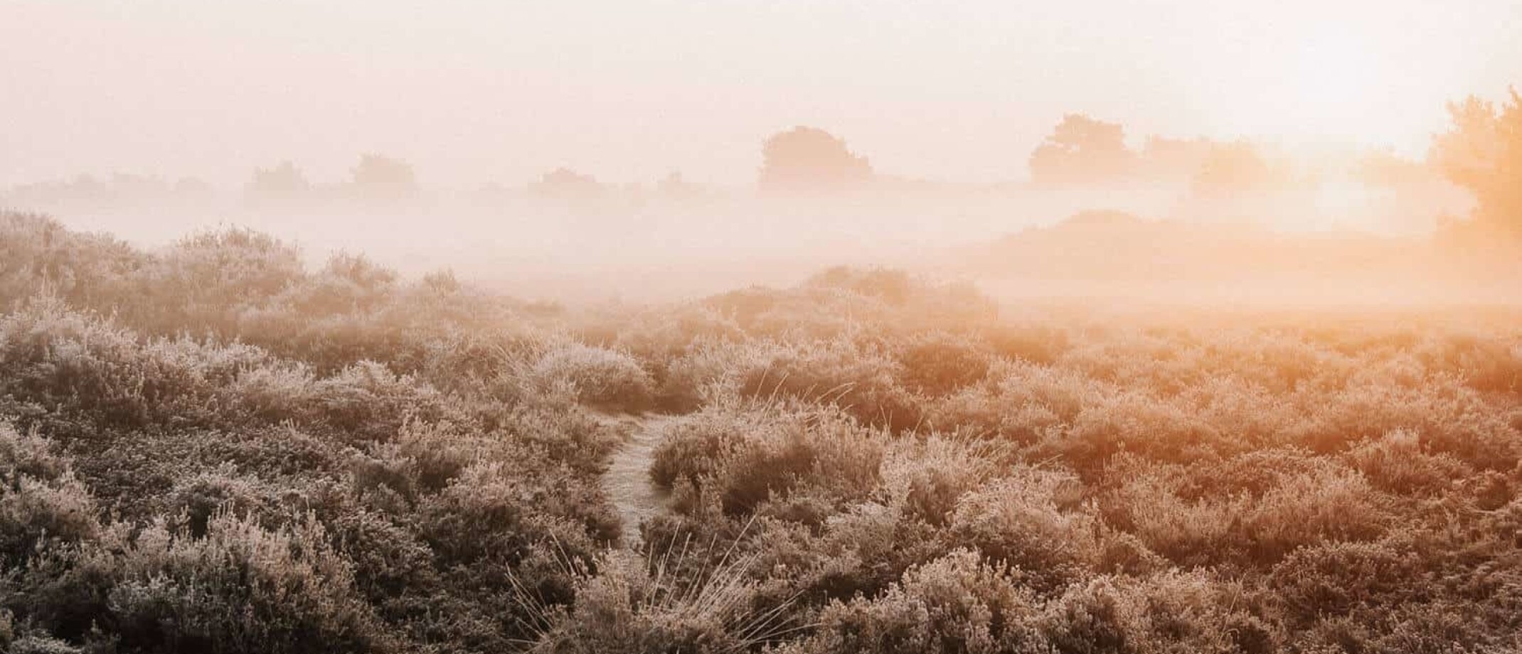 Het Nederlands Kustpad: een lange afstand wandelpad aan zee
