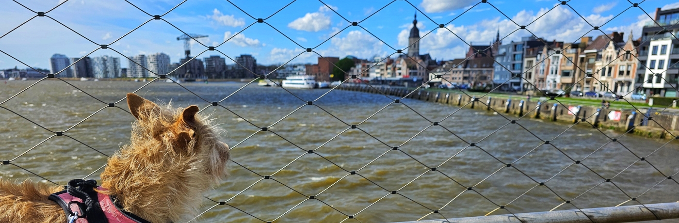 Wandelen in Temse: langs en over het water