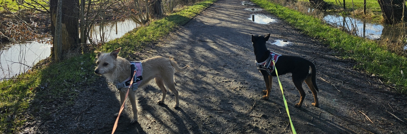 De Assels wandelroute in Drongen