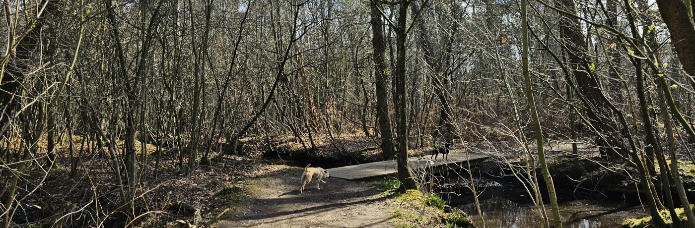 Wandelroute door het losloopgebied in de Chaamse bossen