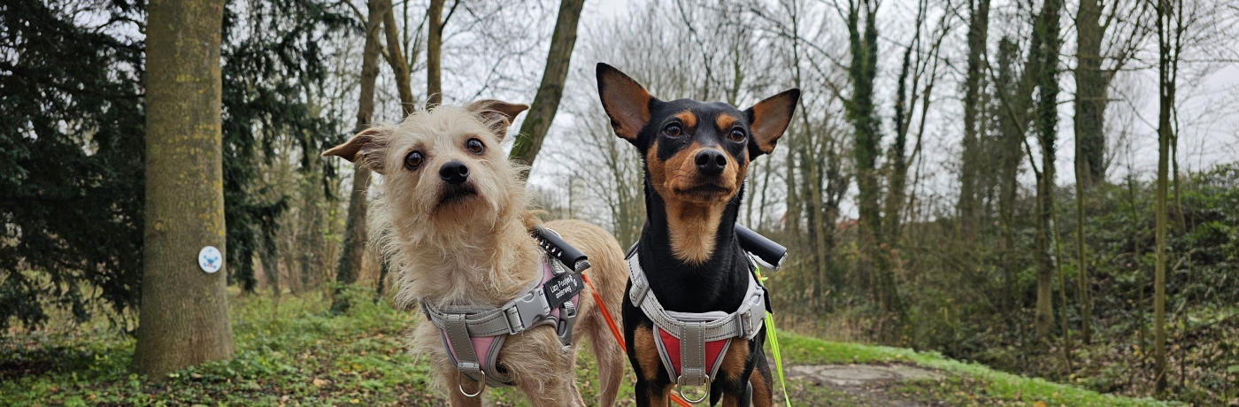 Wandelroute langs de mooiste plekjes van Temse